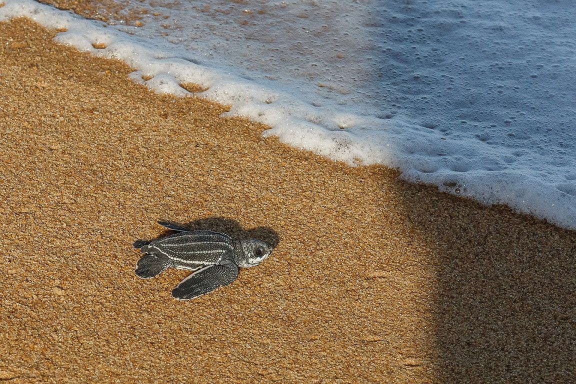 Dia Mundial dos Oceanos terá curso da Polícia Ambiental e soltura de ...