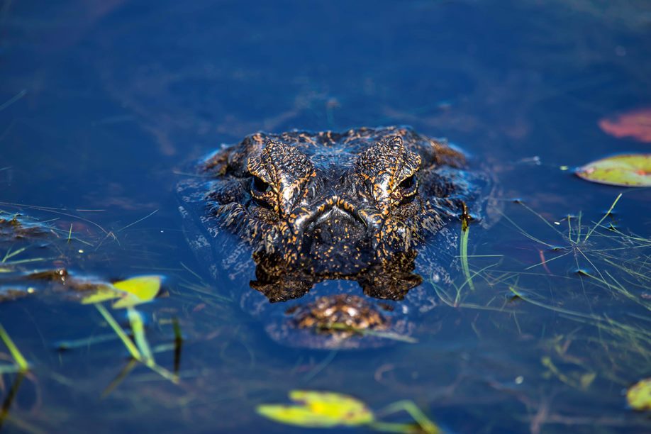 Mostra de fotos expões trabalhos ambientais do Projeto Caiman - ES HOJE
