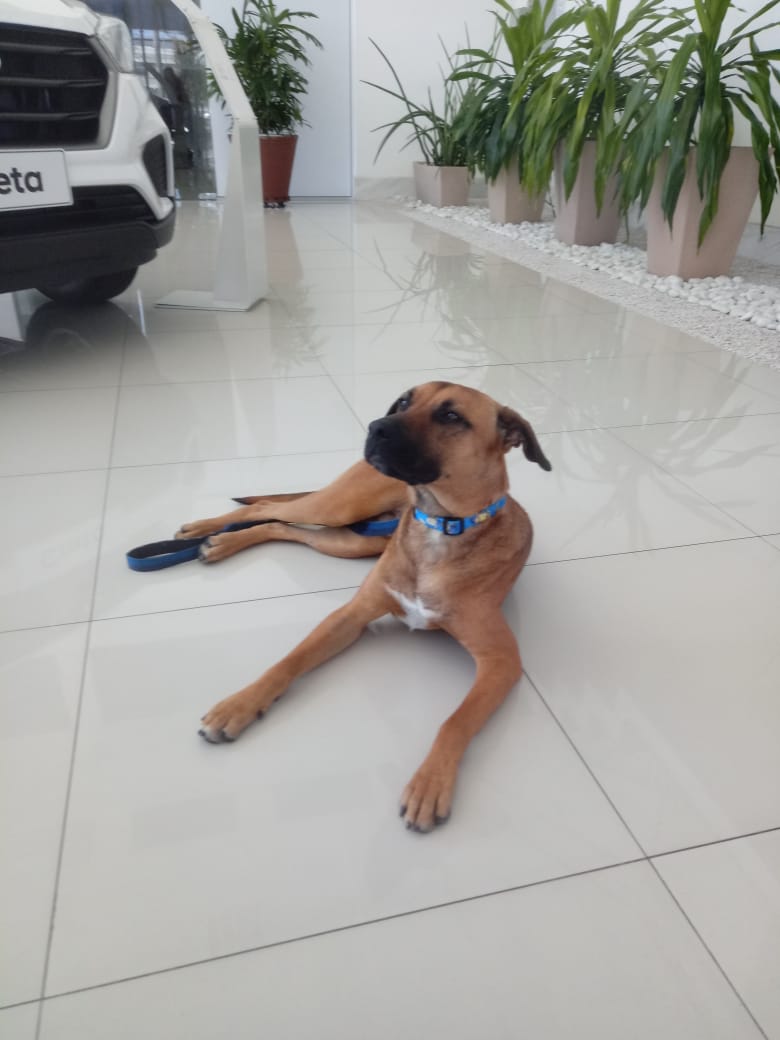 Conheça Tucson Prime, o cachorro que virou garoto-propaganda e mascote ...