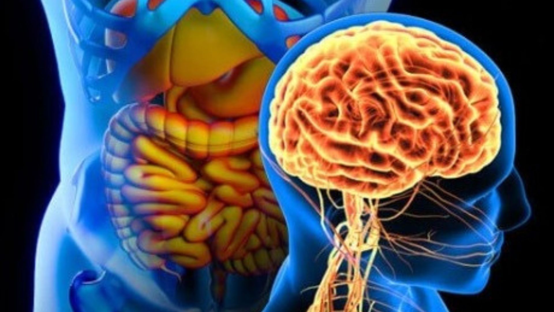 Intestino É O Segundo Cérebro? A Relação Dele Com A Mente – FXSMMZ