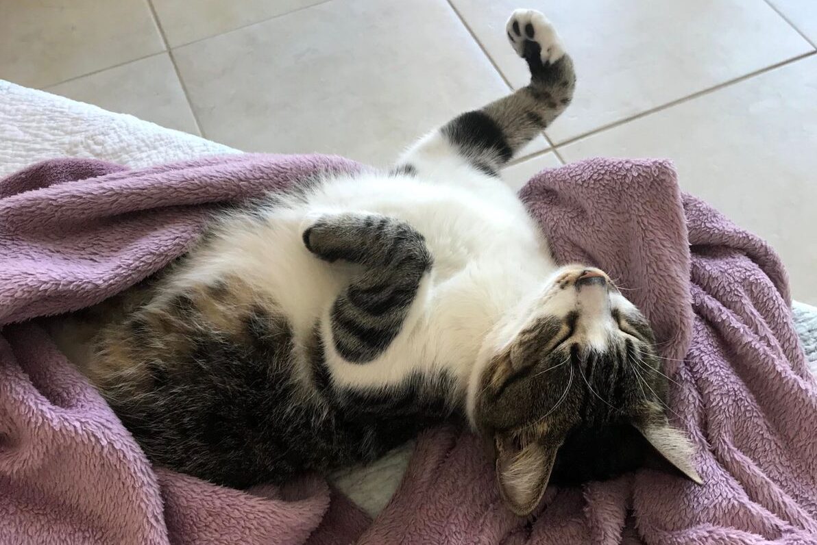 Gatos não são independentes e precisam sim de cuidados especiais - ES HOJE