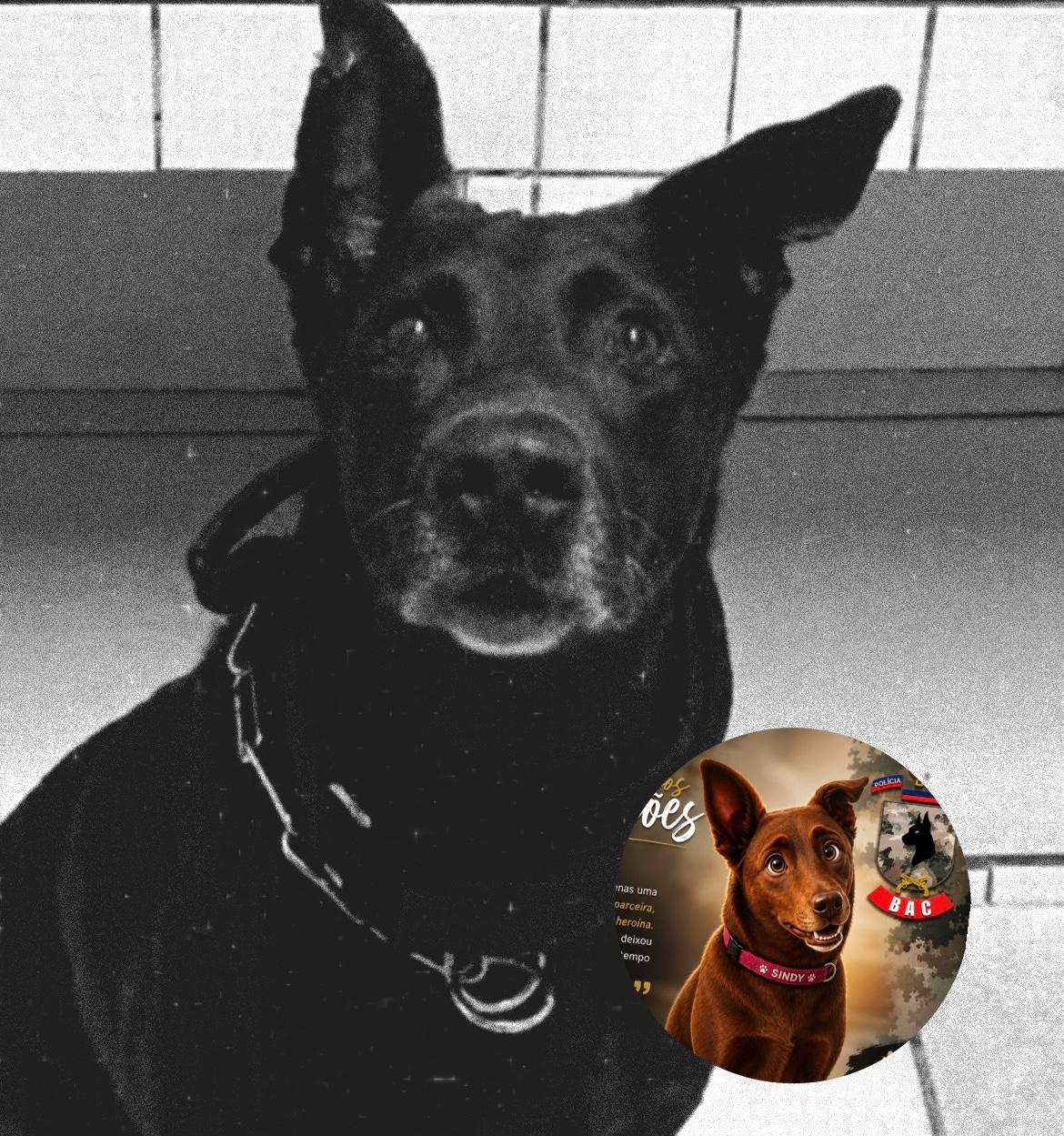 Sindy: após 16 dias internada, morre cadela policial atropelada em ...